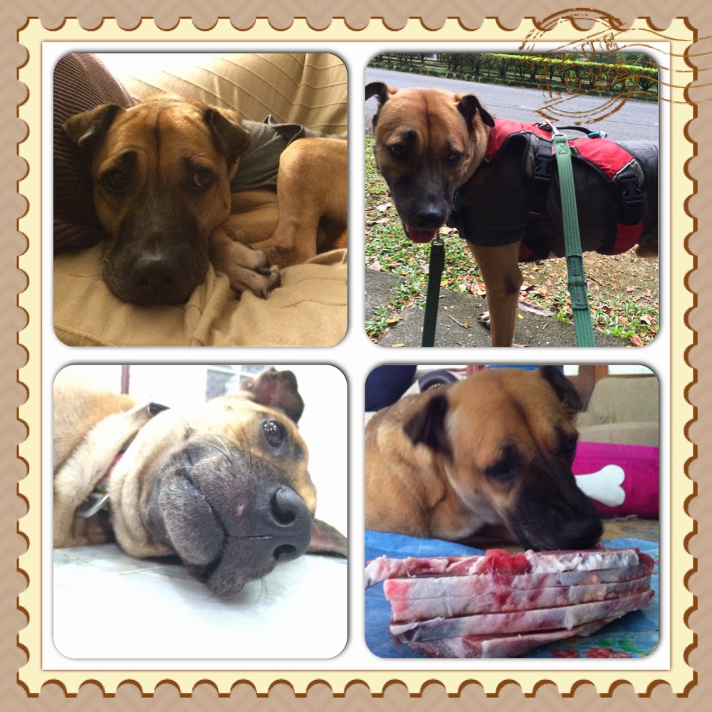 Mad About Labrador Retrievers