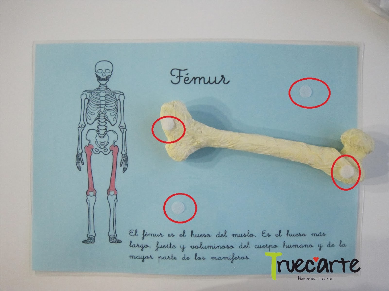 Truecarte: Los trabajos del cole (I): El fémur.