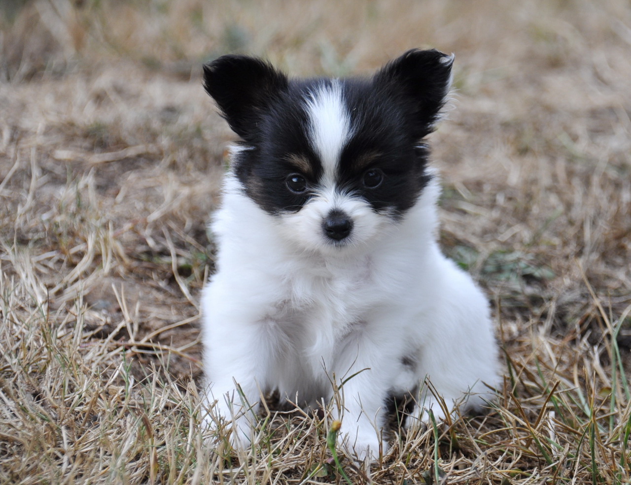 Road's End Papillons : 6 Weeks old Papillon Puppies