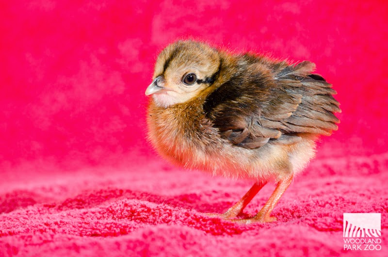 Rare pheasant hatches