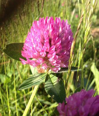 Birthes rom: SOMMER OG MARKBLOMSTER