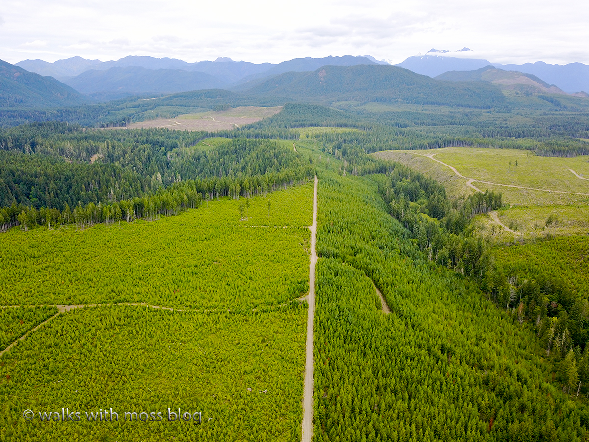 Walks with Moss: Boundary Lakes