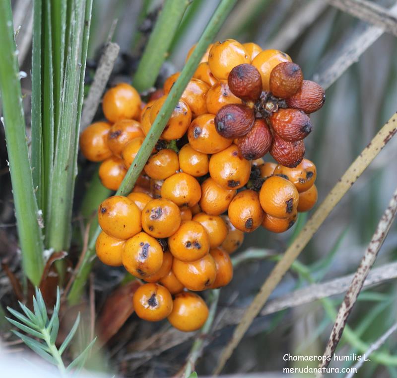 Menuda Natura: Chamaerops humilis L.