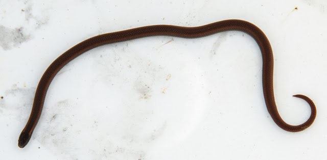 Dipper Ranch: November 2013