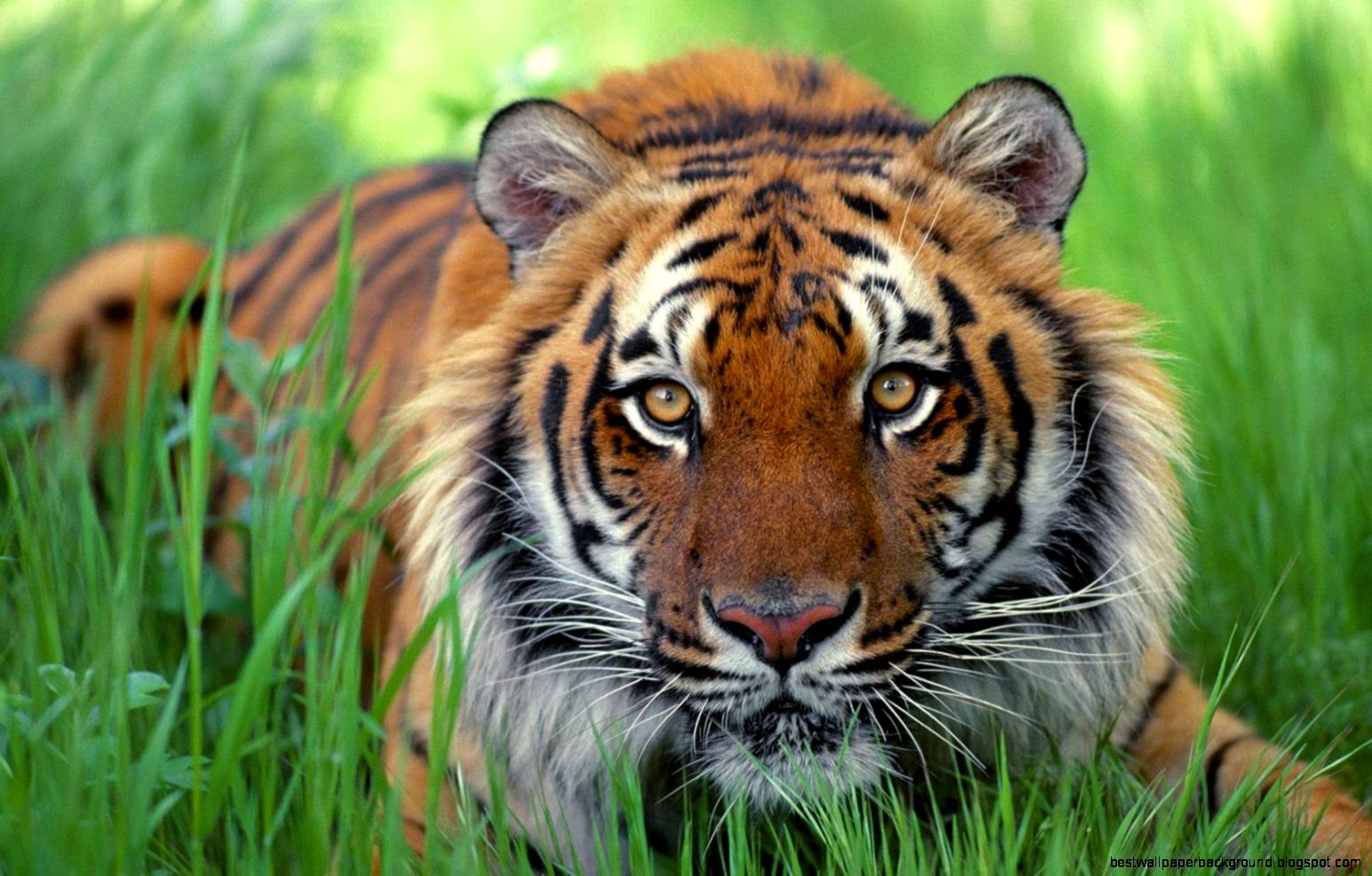 Wild Animal Desktop Wallpaper | Free Best Hd Wallpapers