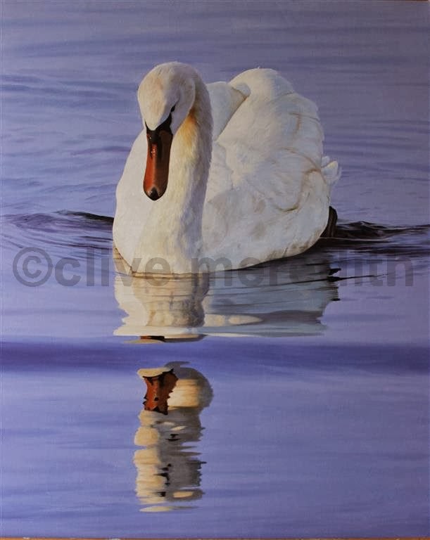 Clive Meredith Wildlife Art: swan painting complete