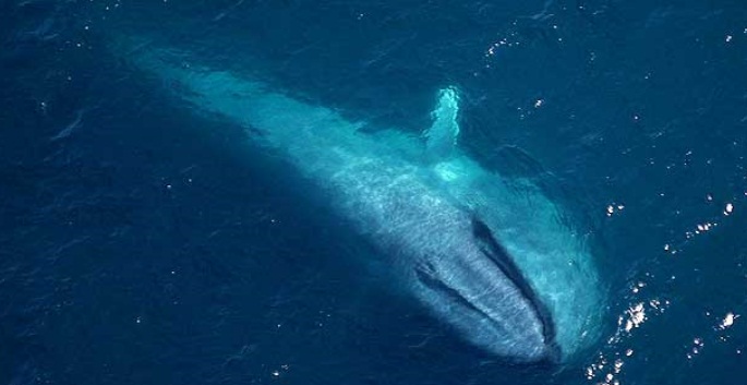 Blue Whale | Animal Unique In The World