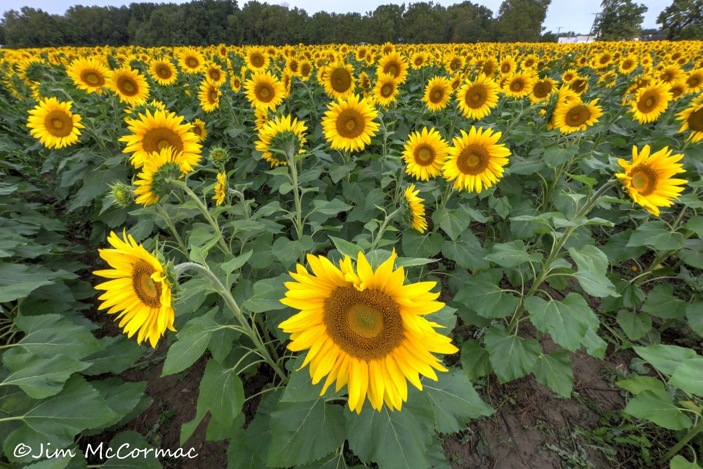 Ohio Birds and Biodiversity: Sunflower field, various photographic ...