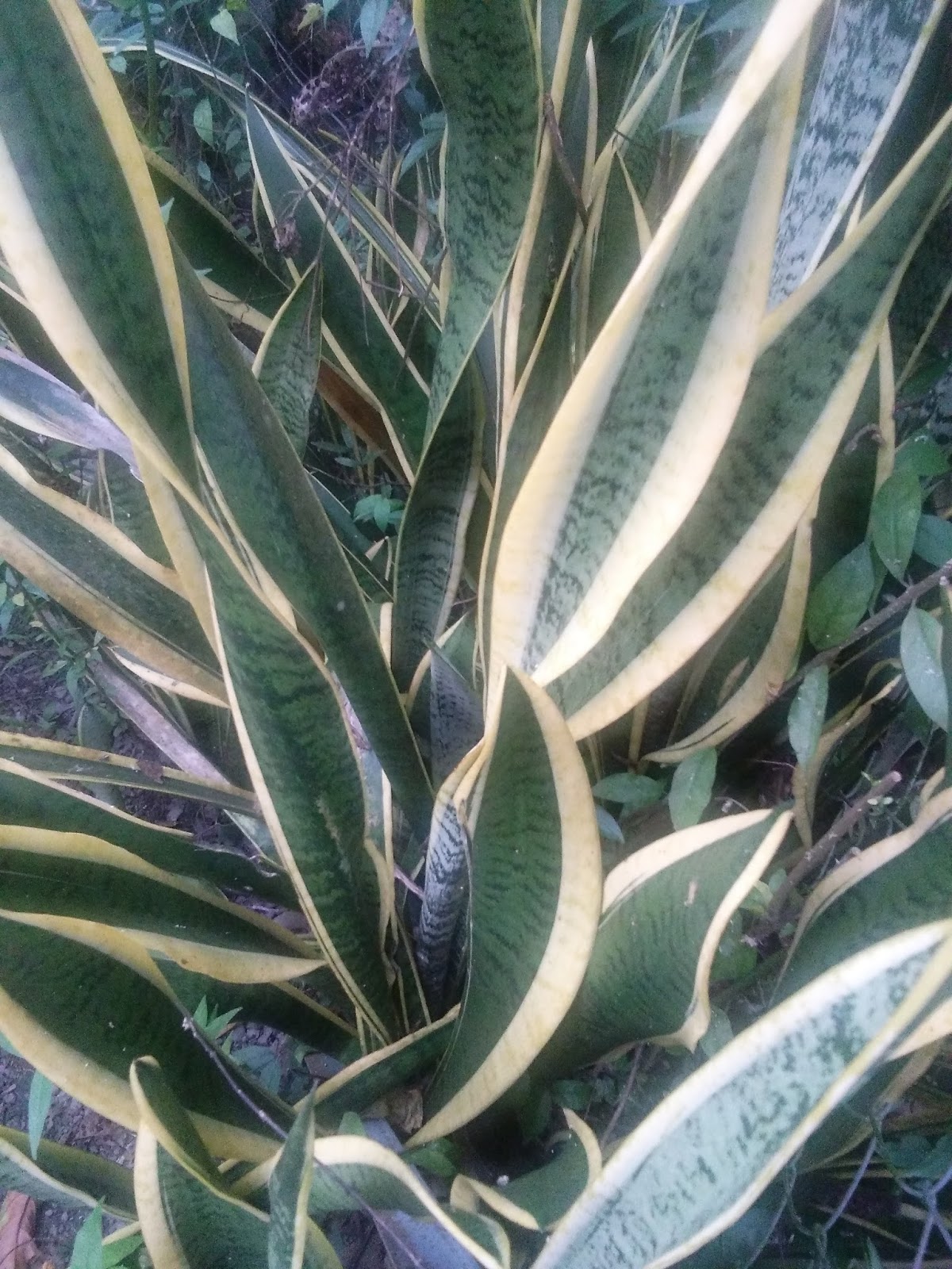 D' Qasih: unique leaf pattern ....... like a natural art ...