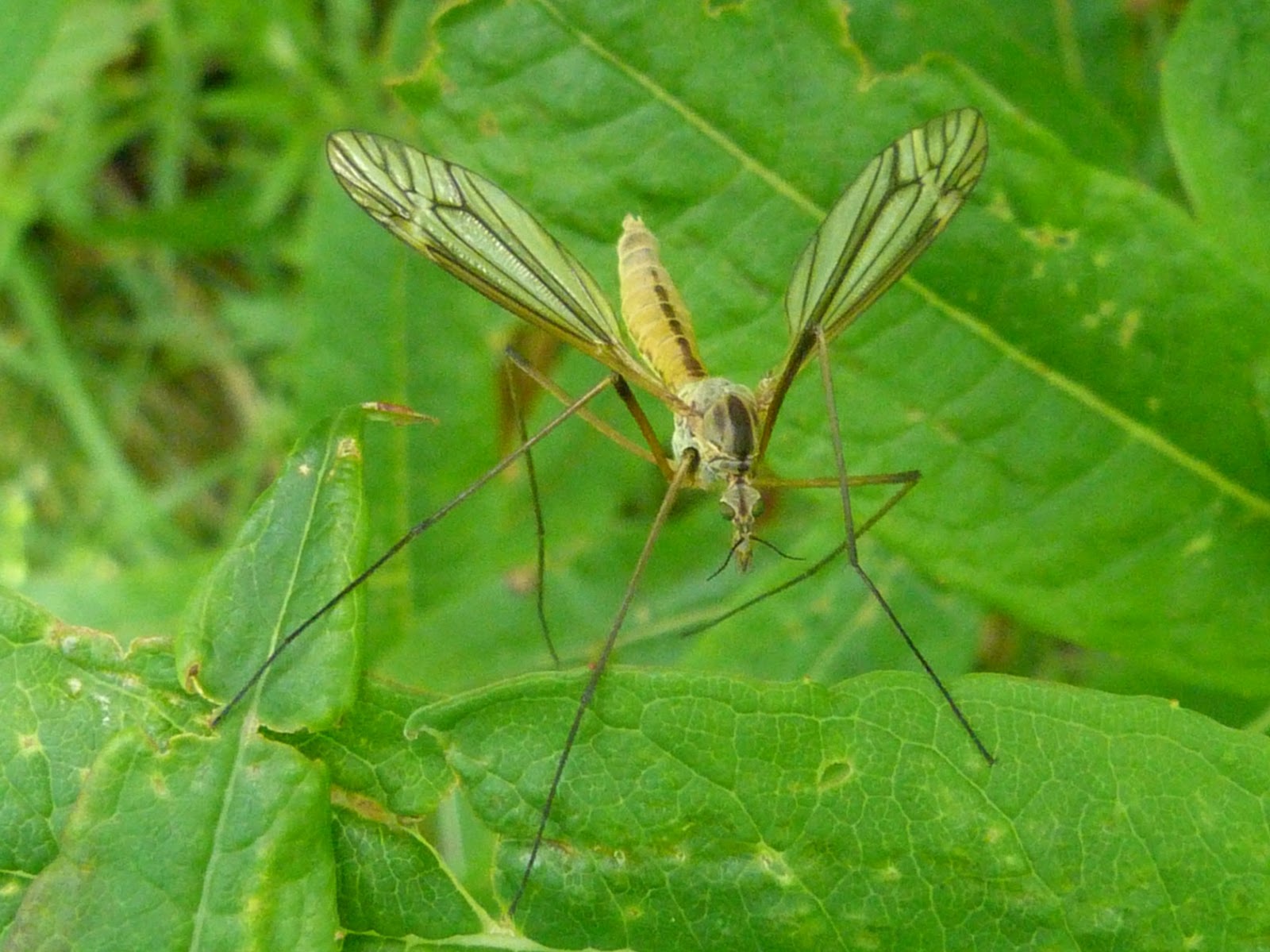 Insects of Scotland: Craneflies