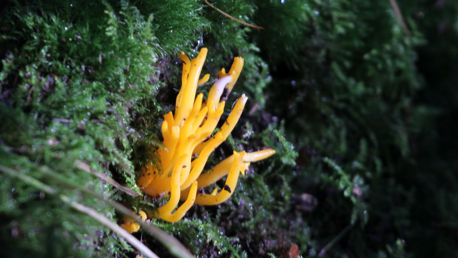 A Year Around Four Marks: 29th September - He Rocks in the Tree Tops