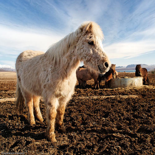 ezhan-artwork: Bila Haiwan Tersenyum Riang