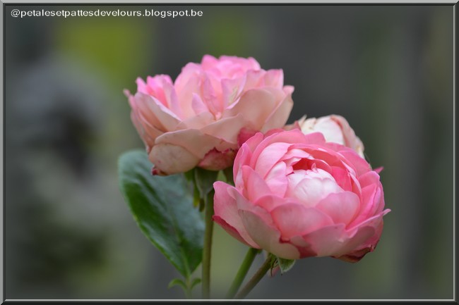 Pétales et pattes de velours: La beauté d'une rose : Acropolis