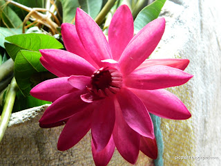 Water Lilly - కలువ పువ్వు | PicsVillage