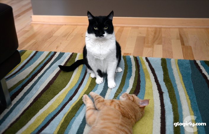 GLOGIRLY: Waffles the Static Electricity Cat