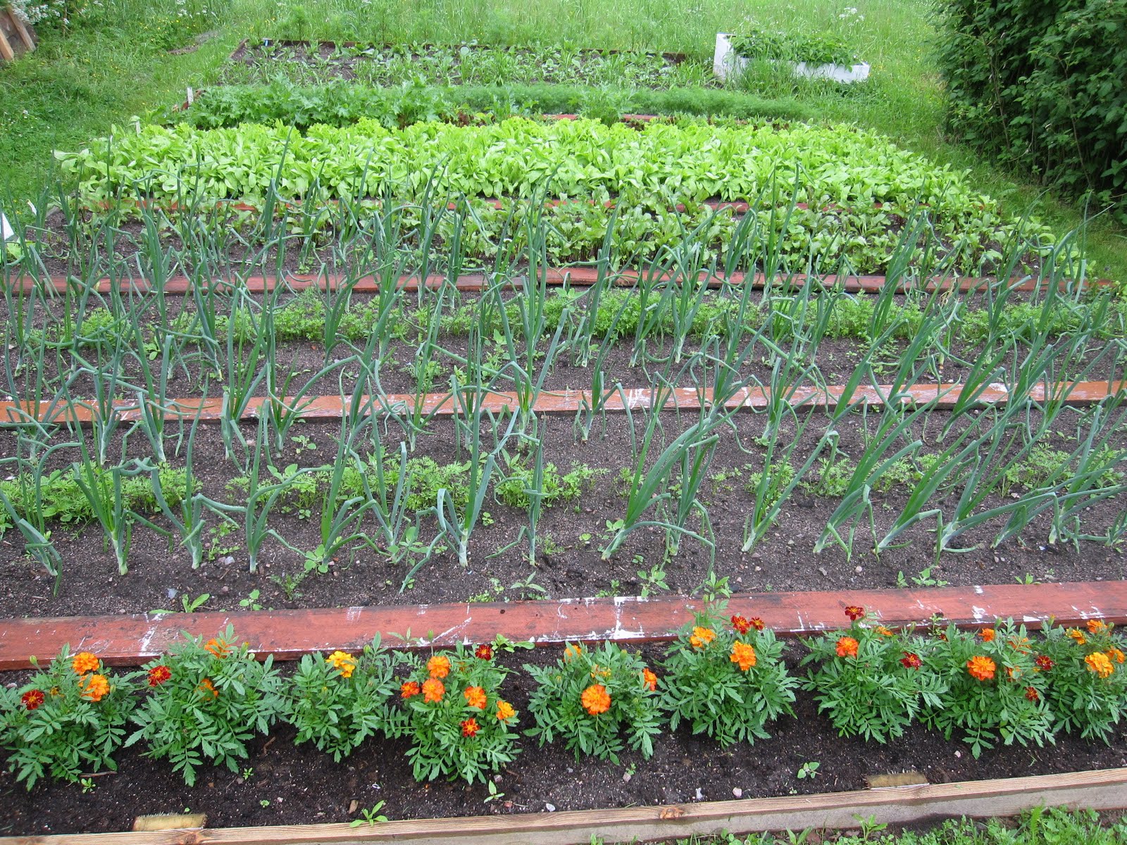 Puoli kuuta peipposesta: Kasvimaa ojennuksessa