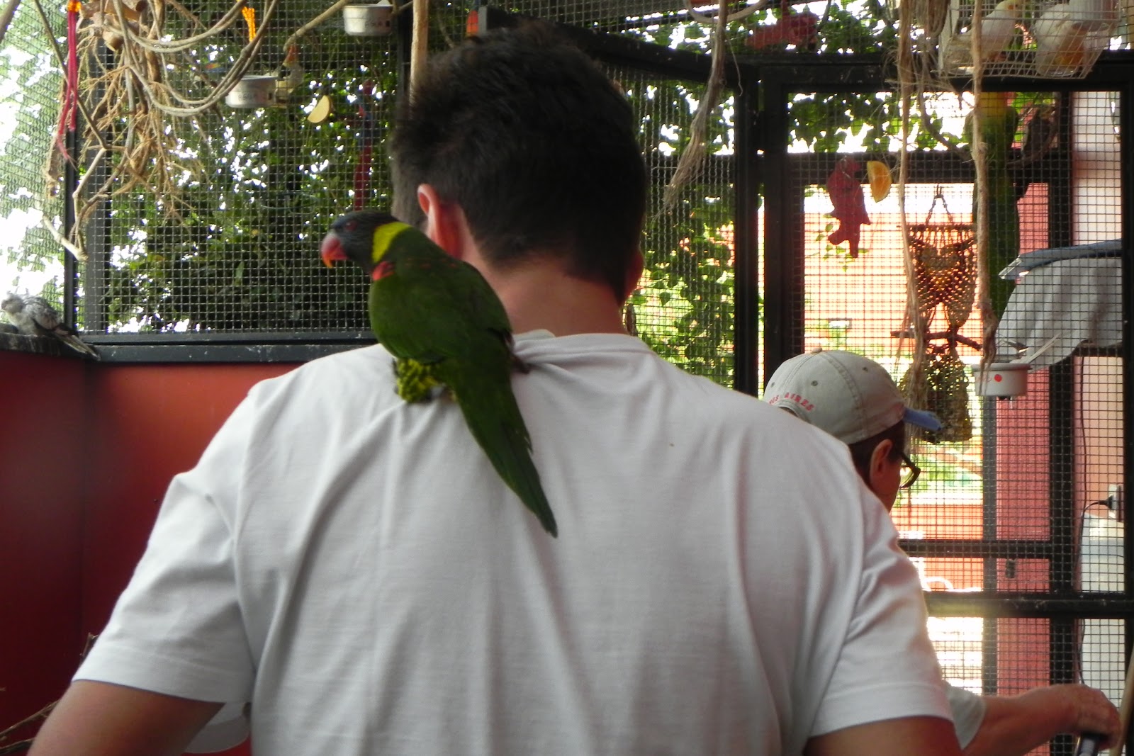 Viveiro Harmonia: LÓRIS ARCO-ÍRIS