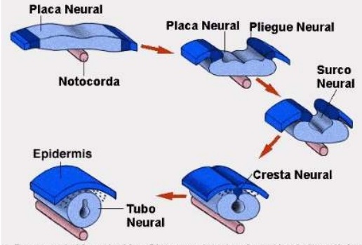 ~ Blog de Neuromorfofisiología