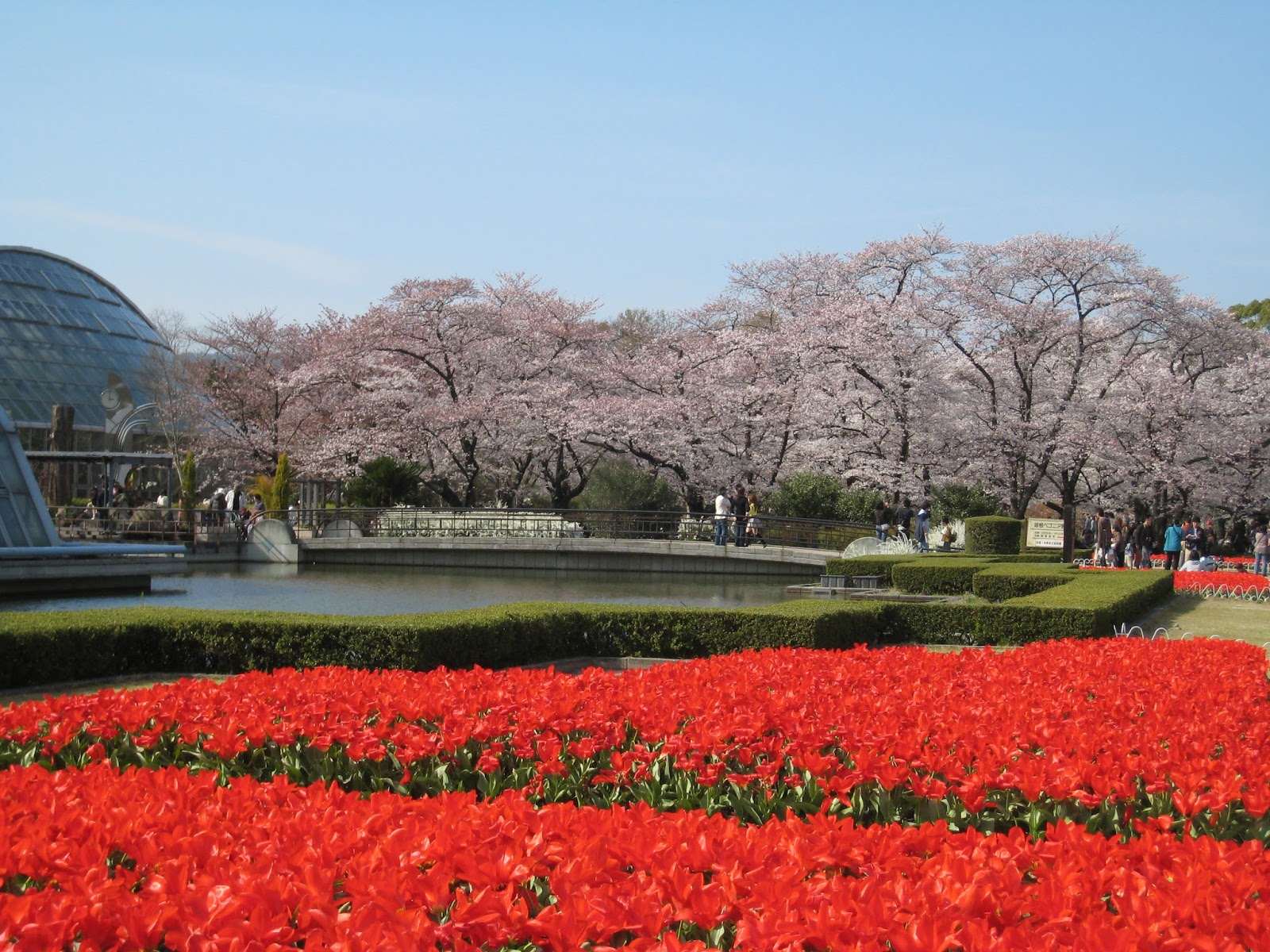 Ad Blankestijn: Flowers: Hanami in the Kyoto Botanical Gardens