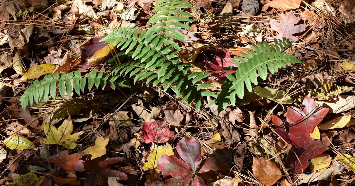 Using Georgia Native Plants: Christmas Fern