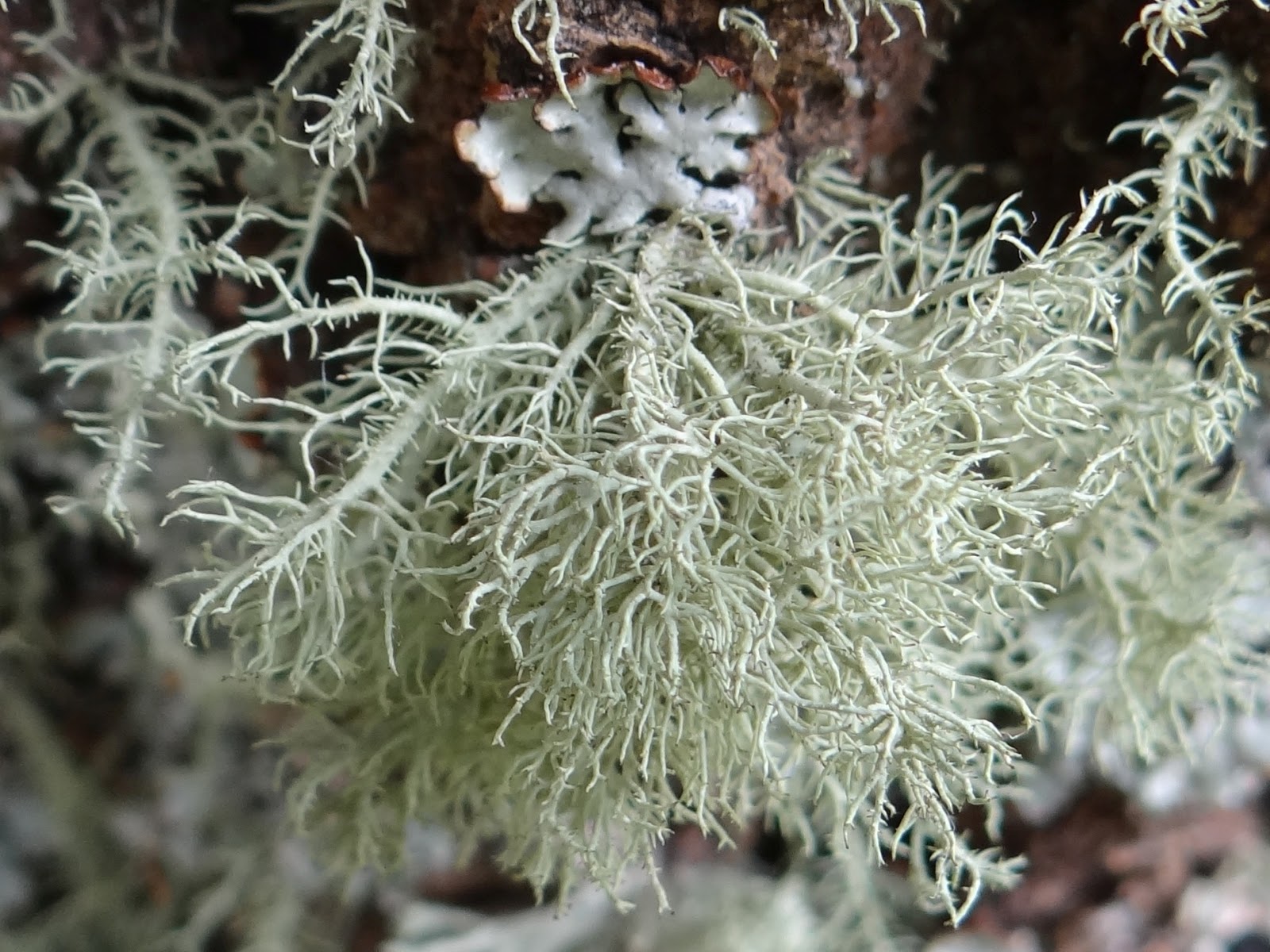 Usnea