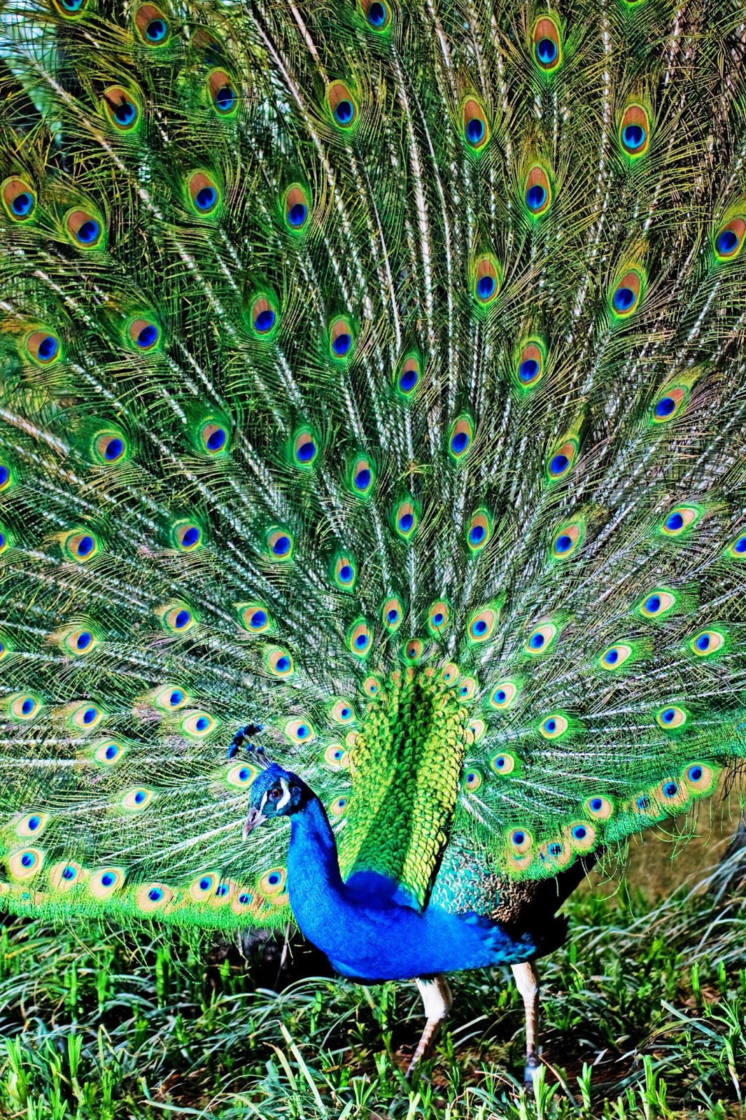 Nice Peacock images Free Download ~ Allfreshwallpaper