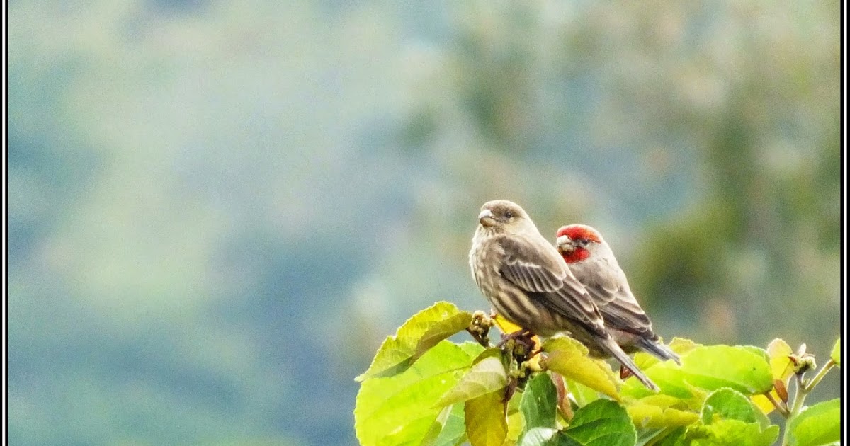 Aves de la región de Huatusco: GORRIÓN MEXICANO Ó PINZÓN MEXICANO ... Aves de la región de Huatusco: GORRIÓN MEXICANO Ó PINZÓN MEXICANO ...