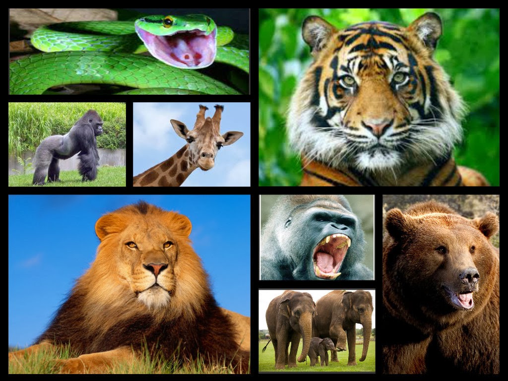 LOS ANIMALES SALVAJES Y DOMESTICOS