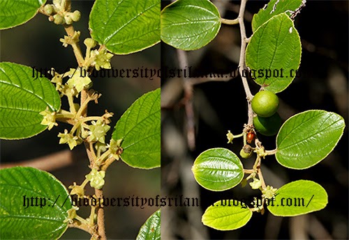 Biodiversity of Sri Lanka: දෙබර/මහ දෙබර/මසන්[Debara/Maha Debara/Masan ...