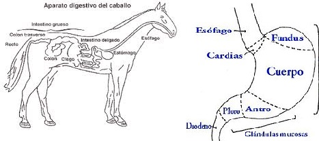 Caballos, espíritus libres.: ¿Los caballos no vomitan? ¿Por que?
