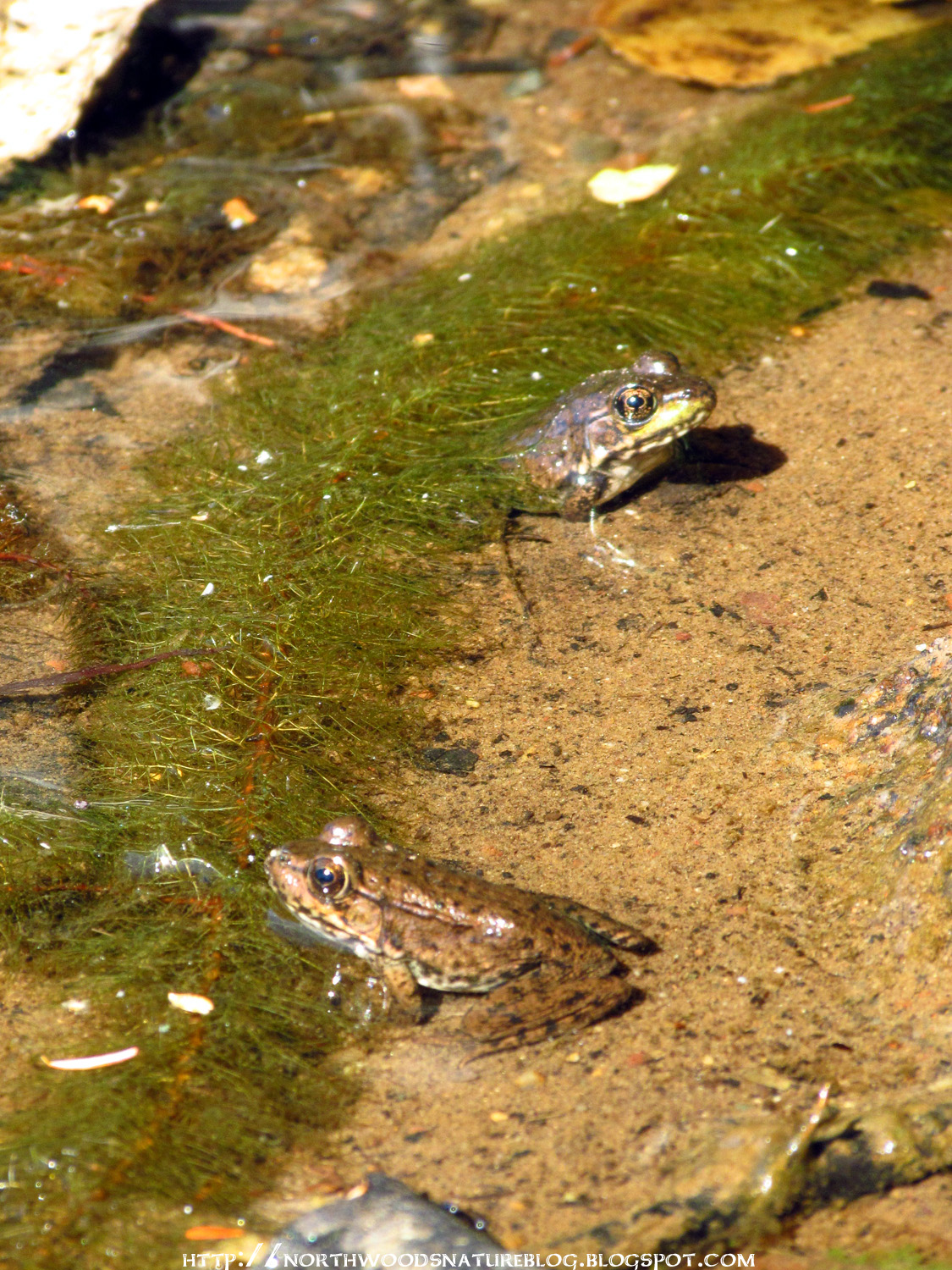 Northwoods Nature Blog: Frogs in the Fall