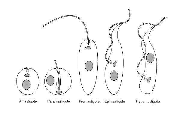 Infection Landscapes: Trypanosomiasis Part 2: Chagas Disease