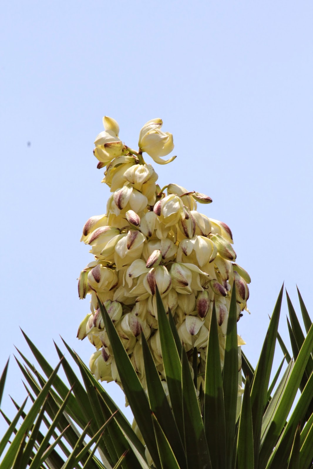 Uma flor por dia: Yuca