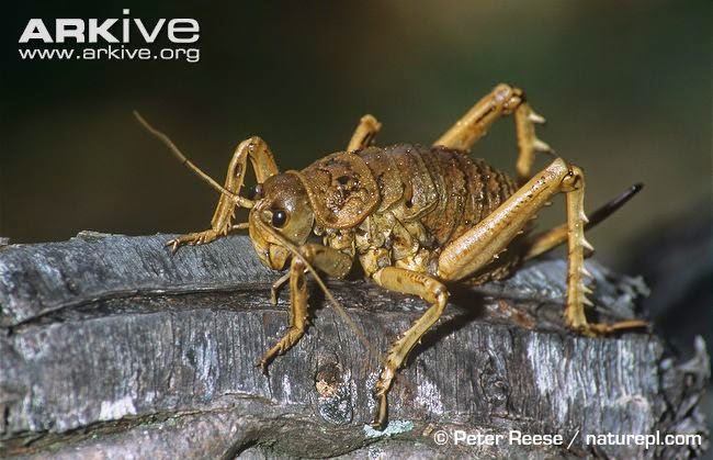 Variety of Life: Deinacridinae