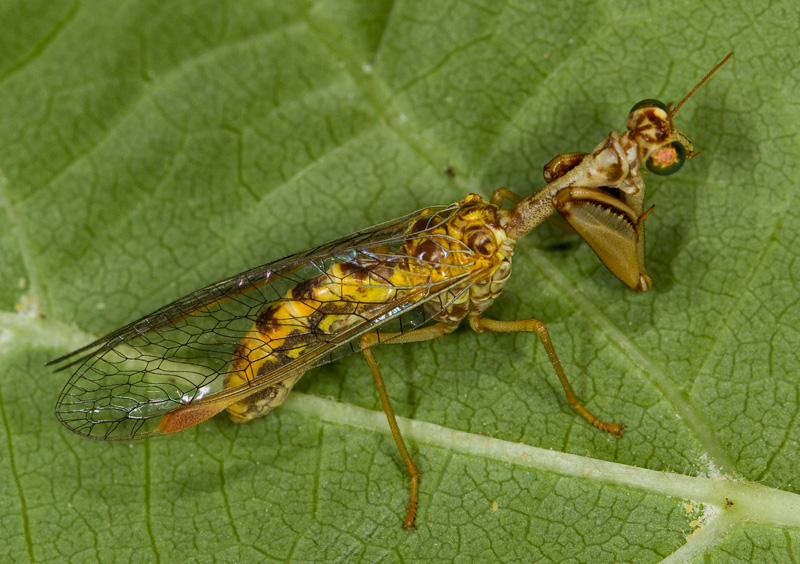 Hacia un lugar salvaje: Mantispa styriaca. Ni mantis ni avispa ...