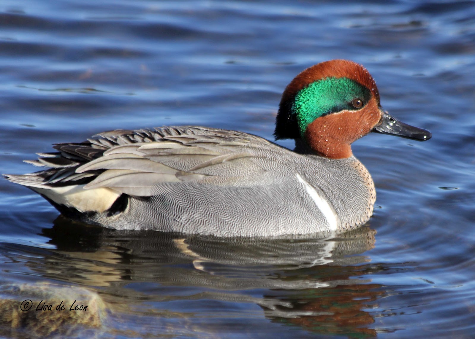 Birding with Lisa de Leon: Green-winged Teal - Kenny's Pond