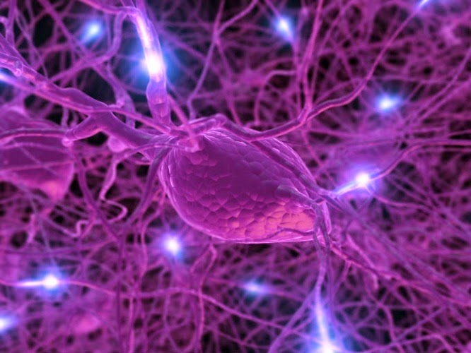 InstaCiencia: Función reguladora de hormonas (2do medio)