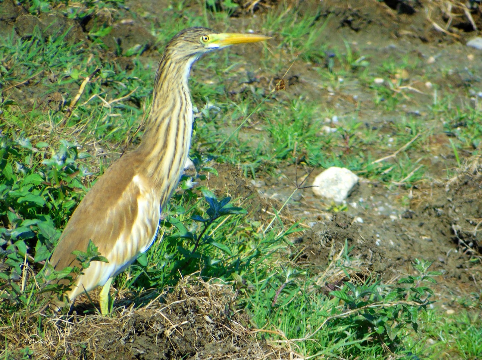 PASARI DIN ROMANIA: STARCUL GALBEN, Ardeola ralloides