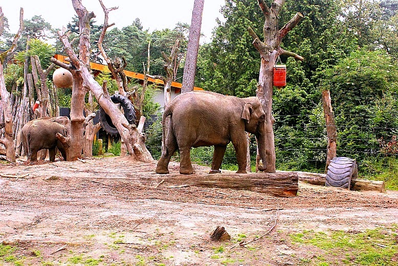 Food Wanderings : Furry Friends at Dierenpark Zoo: Amersfoort