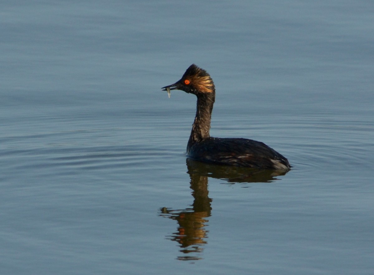 Woods Walks and Wildlife: May 2016