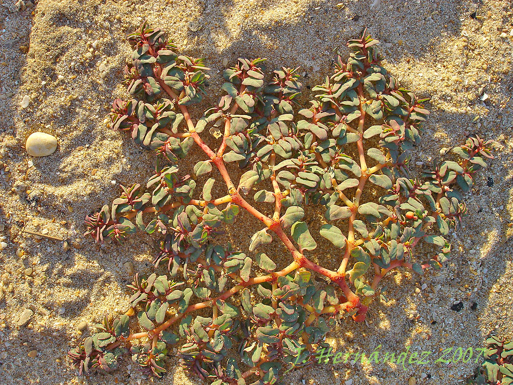 Florula gaditana: Chamaesyce peplis