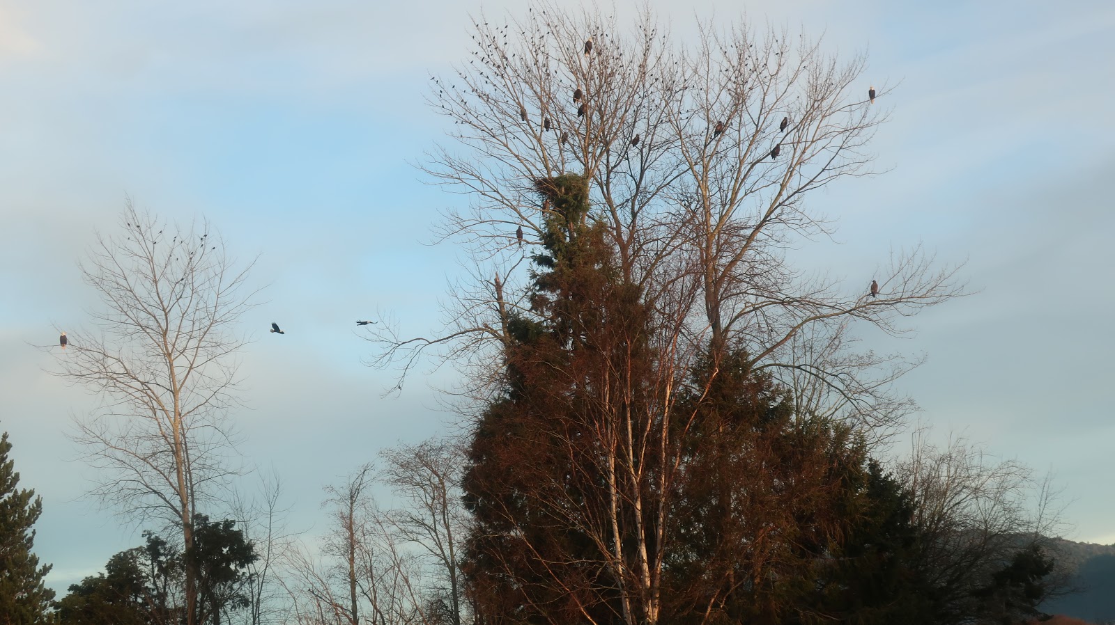 Reading the Washington Landscape: Samish Flats Eagle Tree