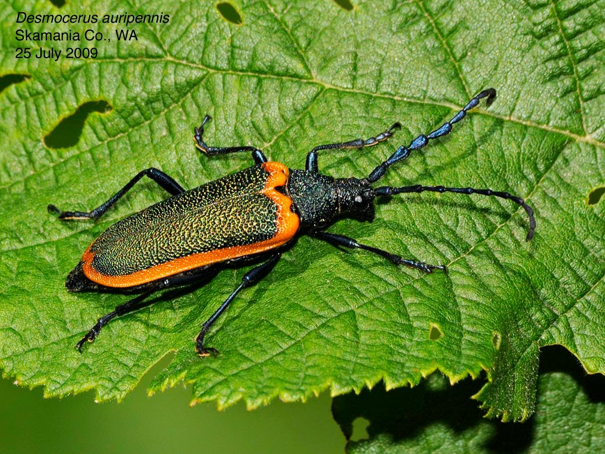 Northwest Nature Notes: LONG-HORNED BEETLES