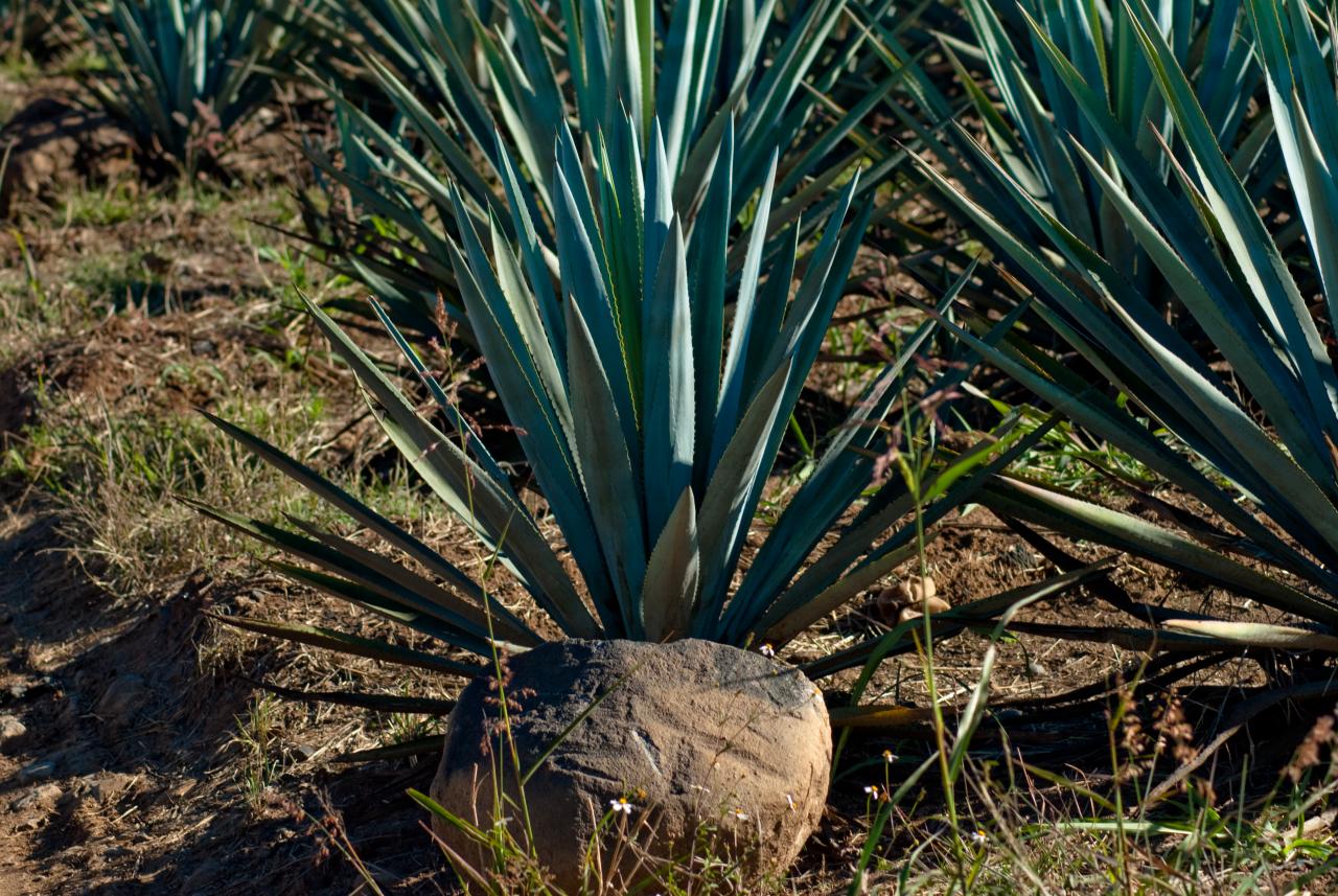 Llegó el Momento de el Poder Popular: La larga historia del cocuy en ...