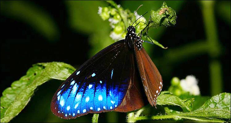 MARIPOSA TURQUESA | MARIPOSAS Ƹ̵̡Ӝ̵̨̄Ʒ ♥ .•.¸.• ♥