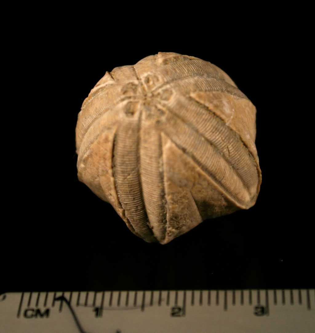 Louisville Fossils and Beyond: Pentremites obesus Blastoid