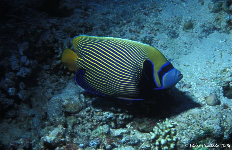 El ojo del buitre: Peces - Angel emperador (Pomacanthus imperator)
