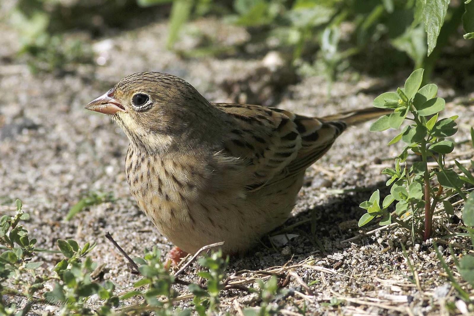 Joe Pender Wildlife Photography: Ortolan Bunting