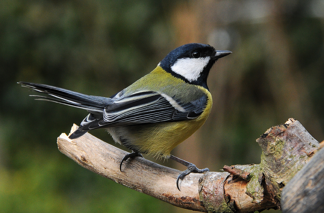 Jozef van der Heijden - Natuurfotografie: maart 2018