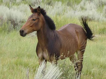 Zorse - True Wildlife Creatures